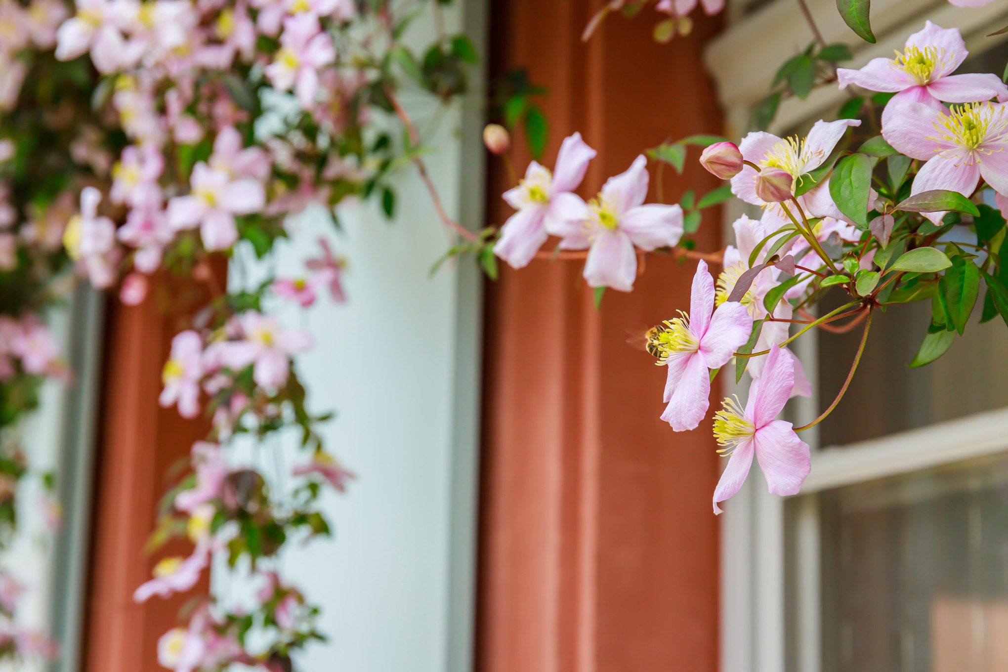 10 plantas trepadoras populares para tu jardín | STIHL
